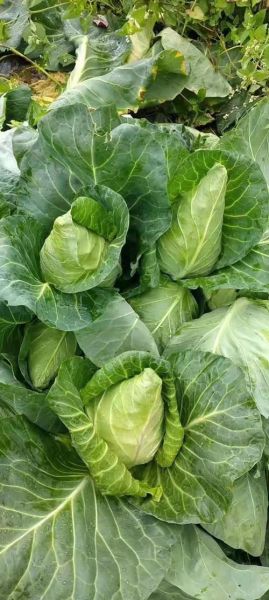 甘蓝菜是什么菜_甘蓝菜图片长什么样-第3张图片-山城妙识 甘蓝菜是什么菜_甘蓝菜图片长什么样-第3张图片-山城妙识