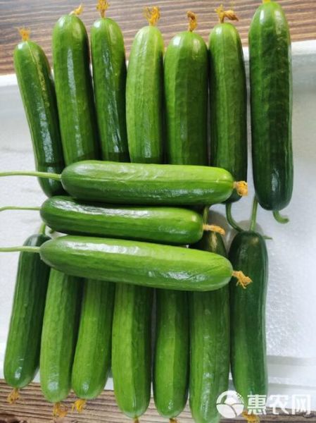 荷兰瓜是黄瓜吗_荷兰瓜怎么吃最好-第2张图片-山城妙识