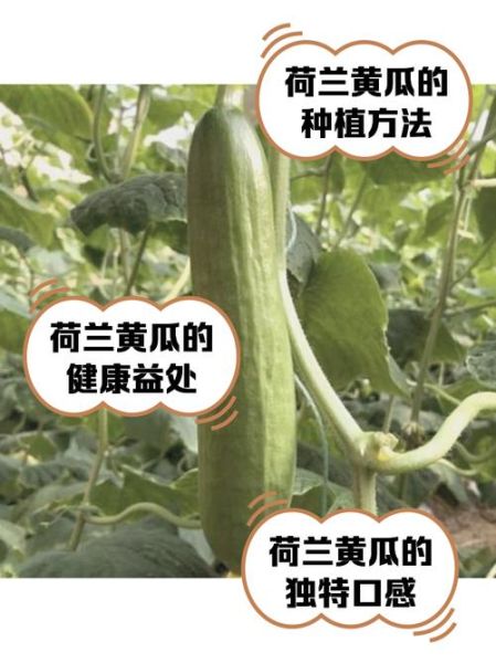 荷兰瓜是黄瓜吗_荷兰瓜怎么吃最好-第1张图片-山城妙识