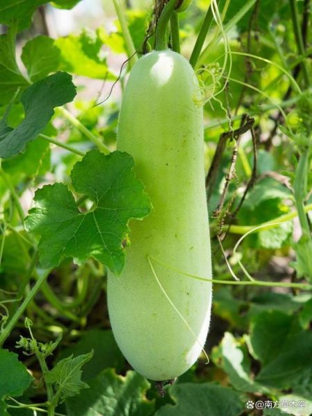 白瓜怎么吃_白瓜和冬瓜的区别-第1张图片-山城妙识