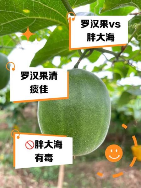 罗汉果和胖大海的区别_哪个更适合长期饮用-第1张图片-山城妙识