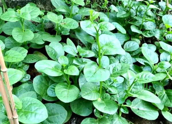 潺菜与什么食物相克_潺菜不能和什么一起吃-第2张图片-山城妙识