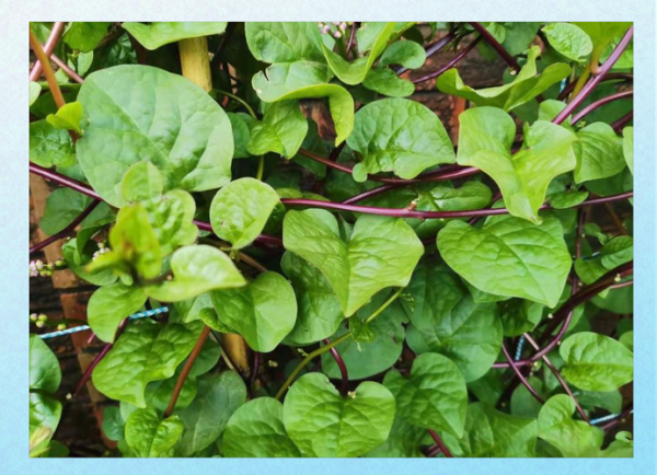 潺菜与什么食物相克_潺菜不能和什么一起吃-第3张图片-山城妙识