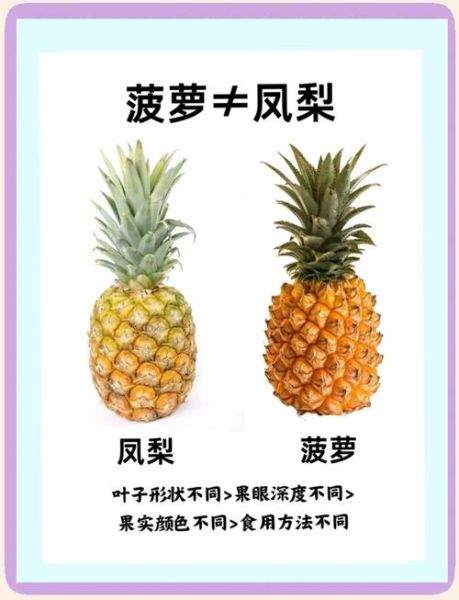 菠萝和凤梨的区别图片_怎么区分-第1张图片-山城妙识 菠萝和凤梨的区别图片_怎么区分-第1张图片-山城妙识