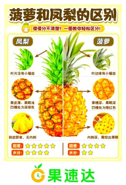 菠萝和凤梨的区别图片_怎么区分-第2张图片-山城妙识 菠萝和凤梨的区别图片_怎么区分-第2张图片-山城妙识