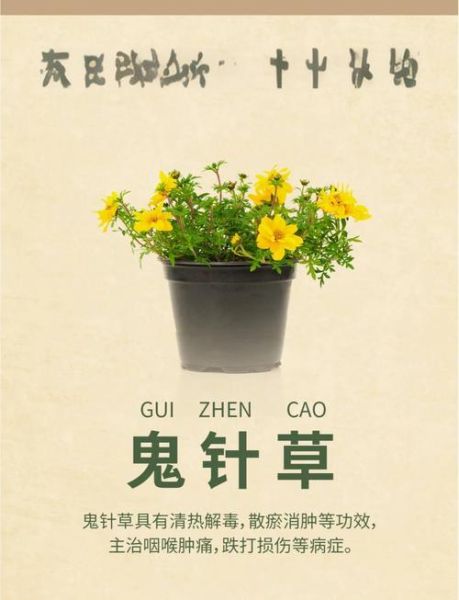 鬼针草的危害_如何彻底根除-第1张图片-山城妙识