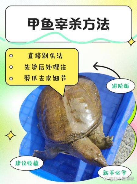 怎么杀甲鱼_甲鱼宰杀步骤-第2张图片-山城妙识