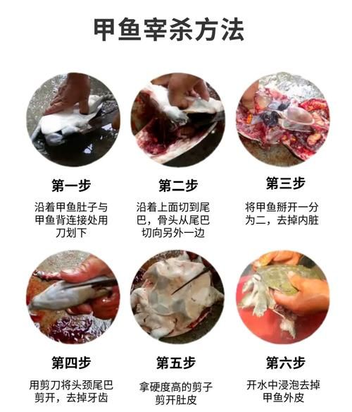 怎么杀甲鱼_甲鱼宰杀步骤-第1张图片-山城妙识