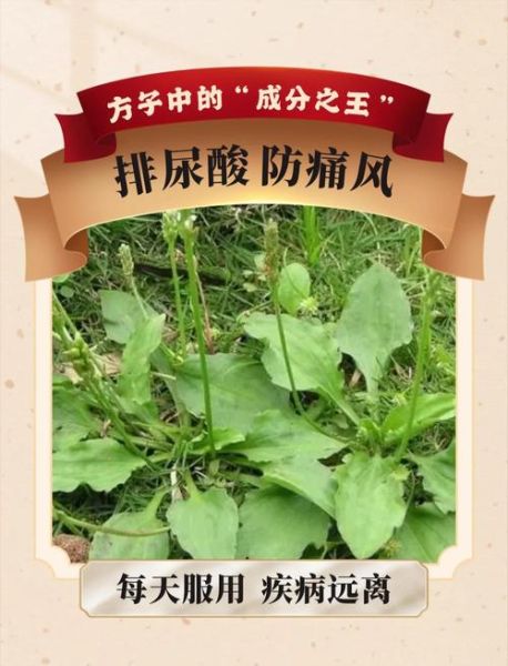 车前草治痛风有效果吗_车前草降尿酸多久见效-第1张图片-山城妙识