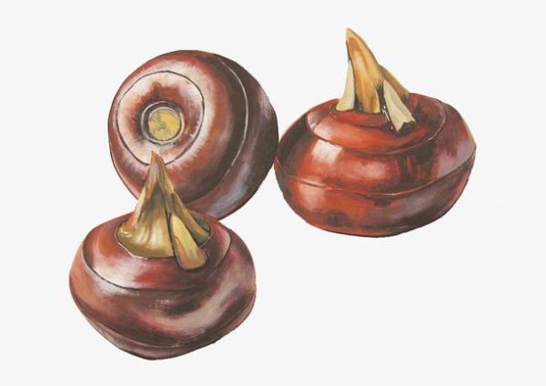 马蹄图片卡通_怎么画才可爱-第3张图片-山城妙识 马蹄图片卡通_怎么画才可爱-第3张图片-山城妙识