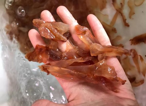 野生海蜇怎么吃_野生海蜇怎么处理才能吃-第1张图片-山城妙识