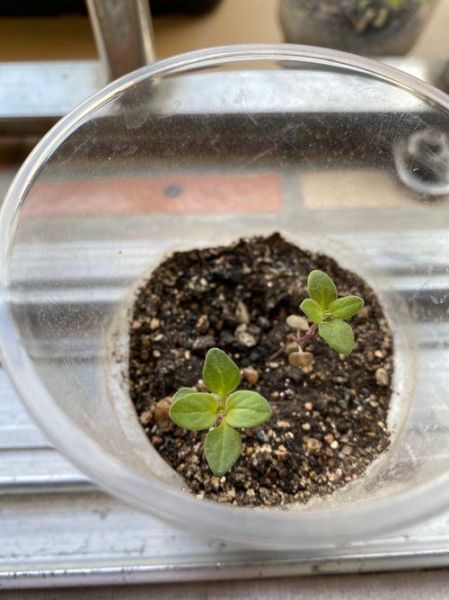 香草app安卓下载_如何安全安装香草app-第1张图片-山城妙识