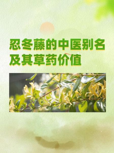 忍冬藤的功效与作用_忍冬藤主治什么病-第3张图片-山城妙识