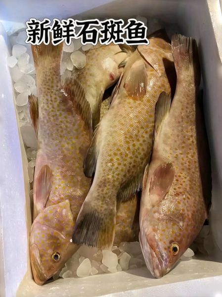 淡水石斑鱼怎么做好吃_淡水石斑鱼清蒸还是红烧-第1张图片-山城妙识