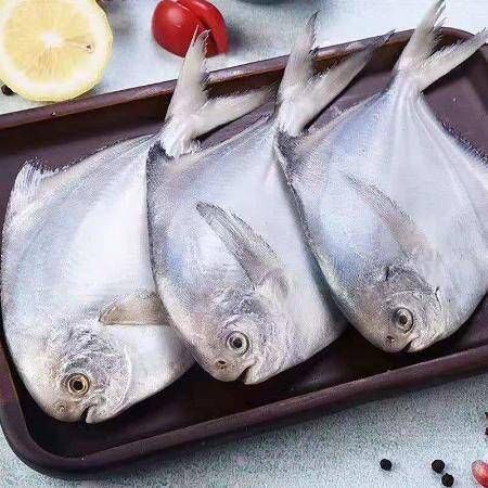 海鲳鱼多少钱一斤_海鲳鱼价格受哪些因素影响-第1张图片-山城妙识