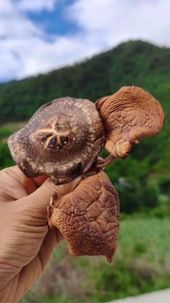 野生香菇怎么分辨_野生香菇多少钱一斤-第2张图片-山城妙识