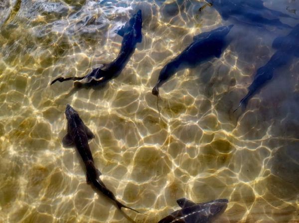 虹鳟鱼图片欣赏_虹鳟鱼高清图哪里找-第2张图片-山城妙识