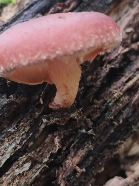 野生香菇怎么分辨_野生香菇多少钱一斤-第3张图片-山城妙识