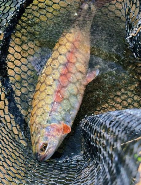 虹鳟鱼图片欣赏_虹鳟鱼高清图哪里找-第1张图片-山城妙识