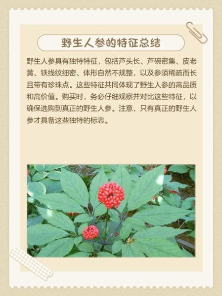 人参长什么样子_野生人参和种植参区别-第2张图片-山城妙识