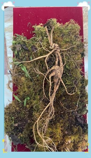 人参长什么样子_野生人参和种植参区别-第1张图片-山城妙识