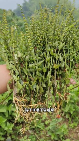 半枝莲图片大全_如何辨别真假半枝莲-第3张图片-山城妙识