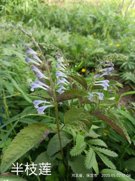 半枝莲图片大全_如何辨别真假半枝莲-第1张图片-山城妙识