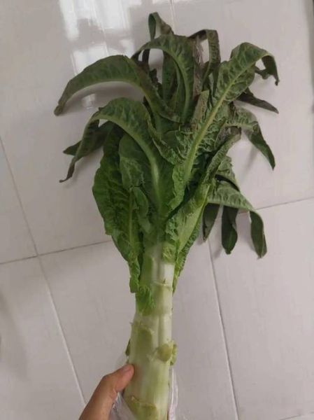 莴苣叶怎么炒好吃_莴苣叶凉拌做法-第1张图片-山城妙识