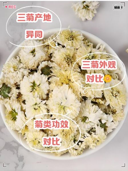 杭菊花图片高清大图_杭菊花与胎菊区别-第1张图片-山城妙识