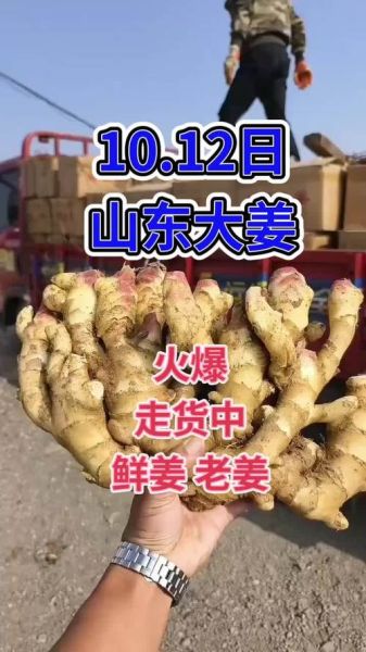 今日生姜价格多少钱一斤_生姜价格走势还会涨吗-第3张图片-山城妙识