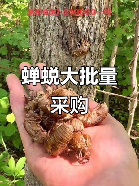 蝉蜕多少钱一斤_蝉蜕价格行情-第1张图片-山城妙识
