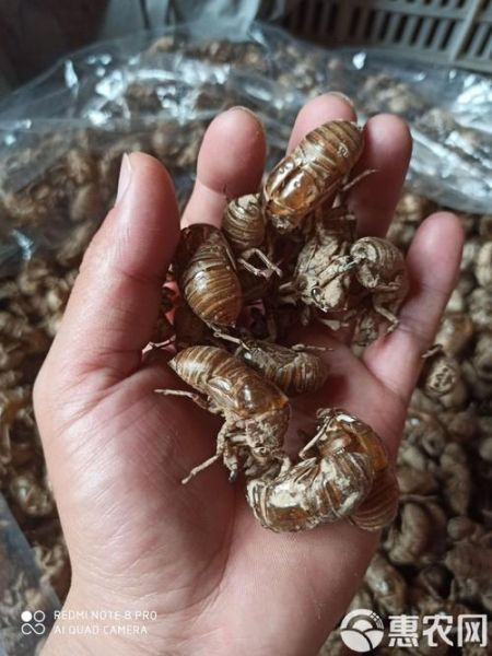 蝉蜕多少钱一斤_蝉蜕价格行情-第3张图片-山城妙识