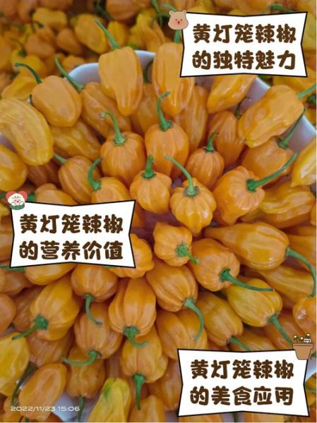 海南灯笼椒辣不辣_海南灯笼椒图片怎么拍才好看-第1张图片-山城妙识