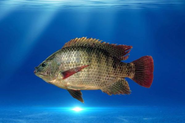 罗非鱼图片高清_罗非鱼高清图怎么拍-第2张图片-山城妙识