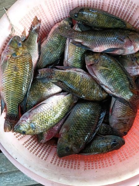 罗非鱼图片高清_罗非鱼高清图怎么拍-第3张图片-山城妙识