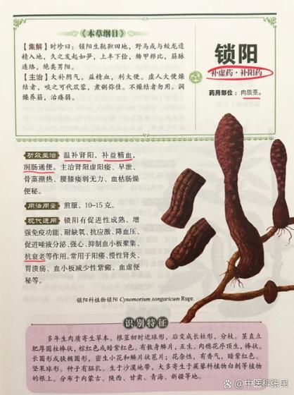 锁阳怎么吃效果最好_锁阳泡酒还是炖汤-第2张图片-山城妙识