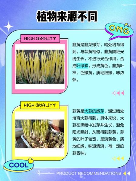 韭黄是什么种出来的_韭黄和韭菜的区别-第1张图片-山城妙识 韭黄是什么种出来的_韭黄和韭菜的区别-第1张图片-山城妙识