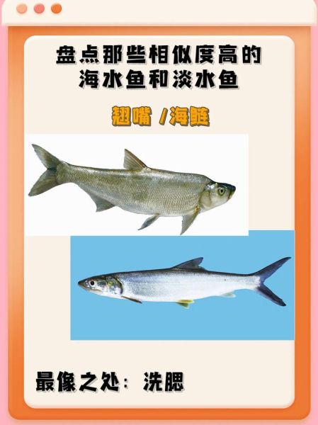 鱼的种类有哪些_常见淡水鱼海水鱼大全-第2张图片-山城妙识