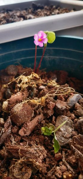 桃子怎么保存_桃子可以冷冻吗-第2张图片-山城妙识