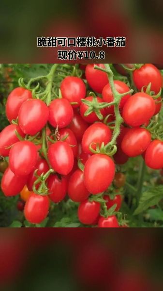 樱桃番茄怎么保存_樱桃番茄的营养价值-第3张图片-山城妙识
