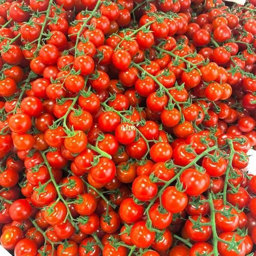 樱桃番茄怎么保存_樱桃番茄的营养价值-第2张图片-山城妙识