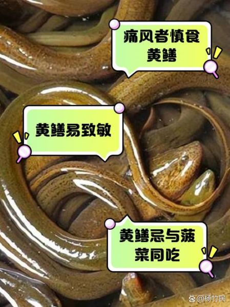 老人说大黄鳝不能吃_大黄鳝到底能不能吃-第2张图片-山城妙识 老人说大黄鳝不能吃_大黄鳝到底能不能吃-第2张图片-山城妙识