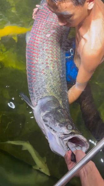 巨骨舌鱼图片_巨骨舌鱼长什么样-第3张图片-山城妙识