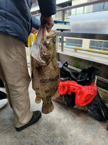 野生桂鱼图片大全_野生桂鱼怎么分辨真假-第3张图片-山城妙识 野生桂鱼图片大全_野生桂鱼怎么分辨真假-第3张图片-山城妙识