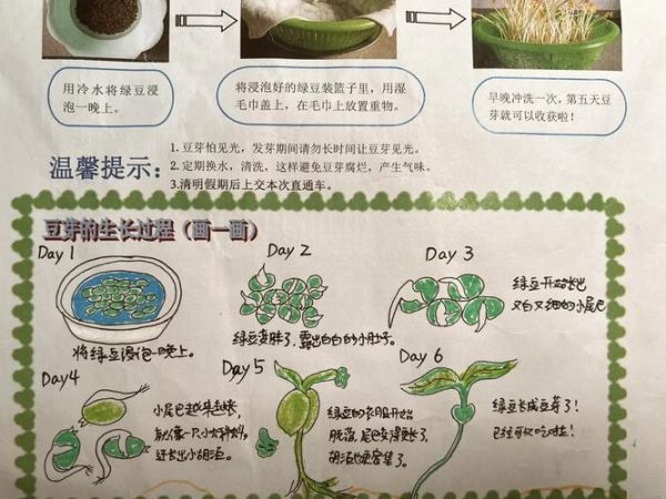 绿豆芽怎么发芽_家庭无土培育方法-第1张图片-山城妙识