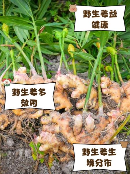 野生姜图片_野生姜长什么样-第2张图片-山城妙识