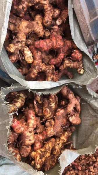 野生姜图片_野生姜长什么样-第1张图片-山城妙识