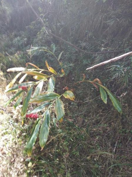 野生姜图片_野生姜长什么样-第3张图片-山城妙识