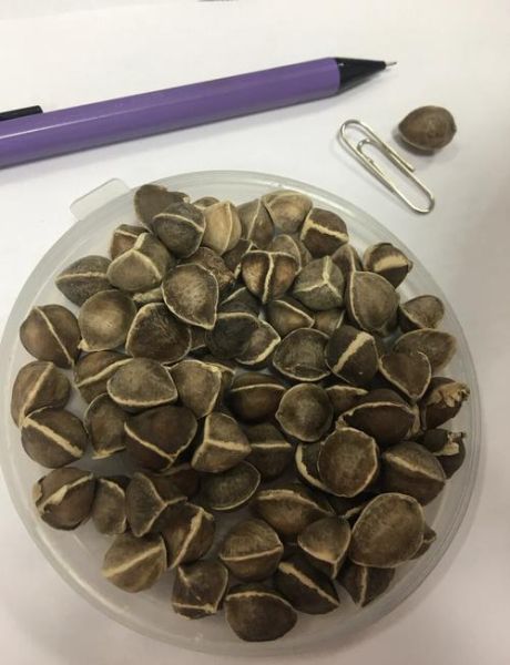 辣木籽壮阳是真的吗_辣木籽怎么吃才有效-第1张图片-山城妙识 辣木籽壮阳是真的吗_辣木籽怎么吃才有效-第1张图片-山城妙识