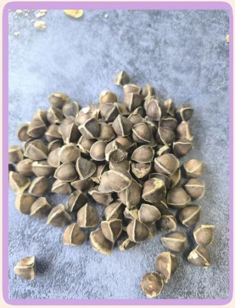 辣木籽壮阳是真的吗_辣木籽怎么吃才有效-第3张图片-山城妙识 辣木籽壮阳是真的吗_辣木籽怎么吃才有效-第3张图片-山城妙识